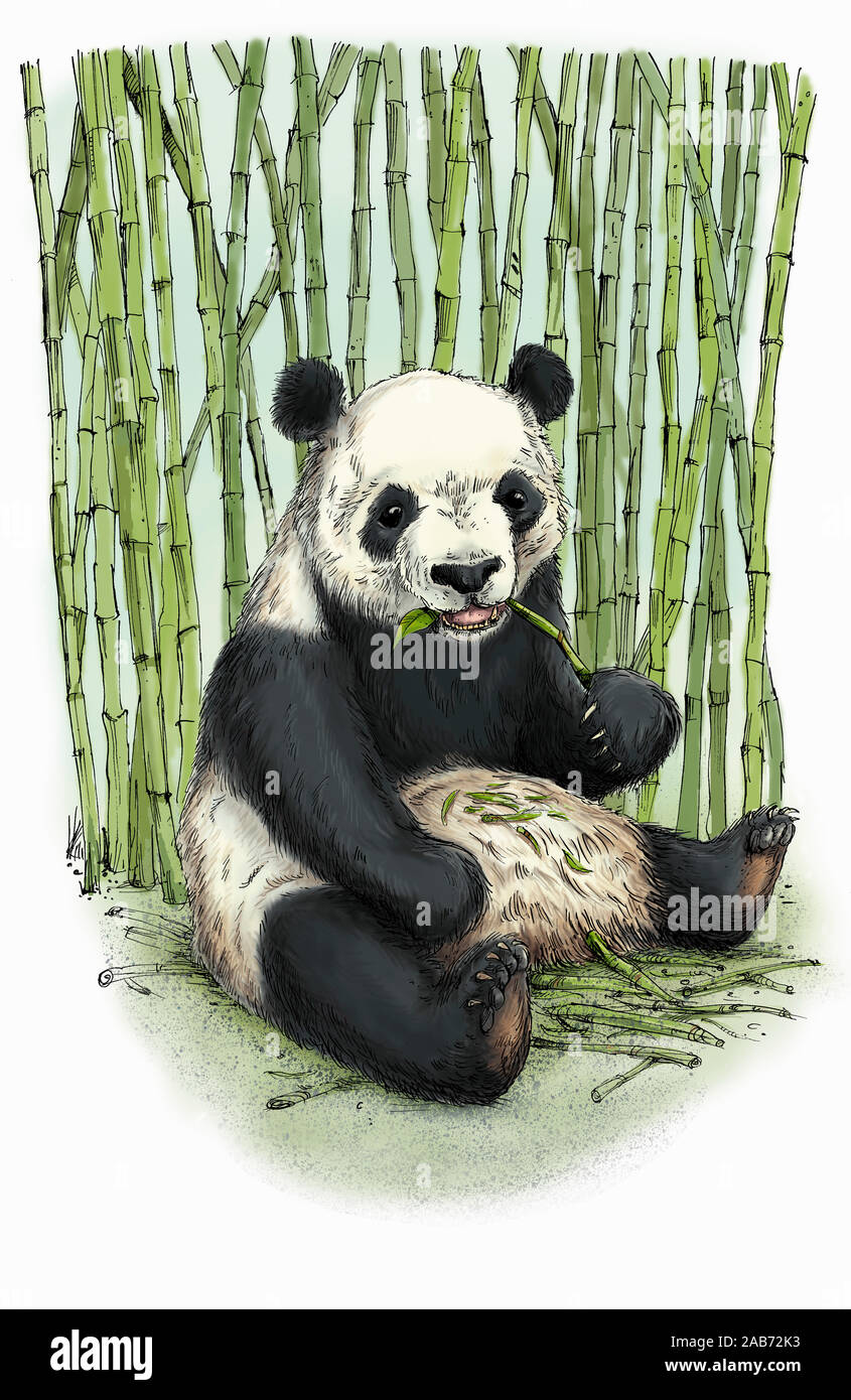 Panda Sitting Drawing