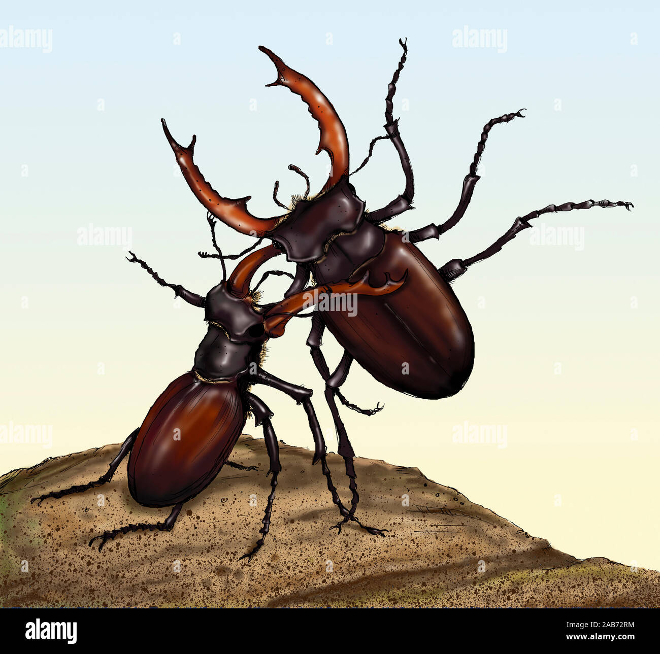 Fighting Stag Beetles High Resolution Stock Photography and Images - Alamy