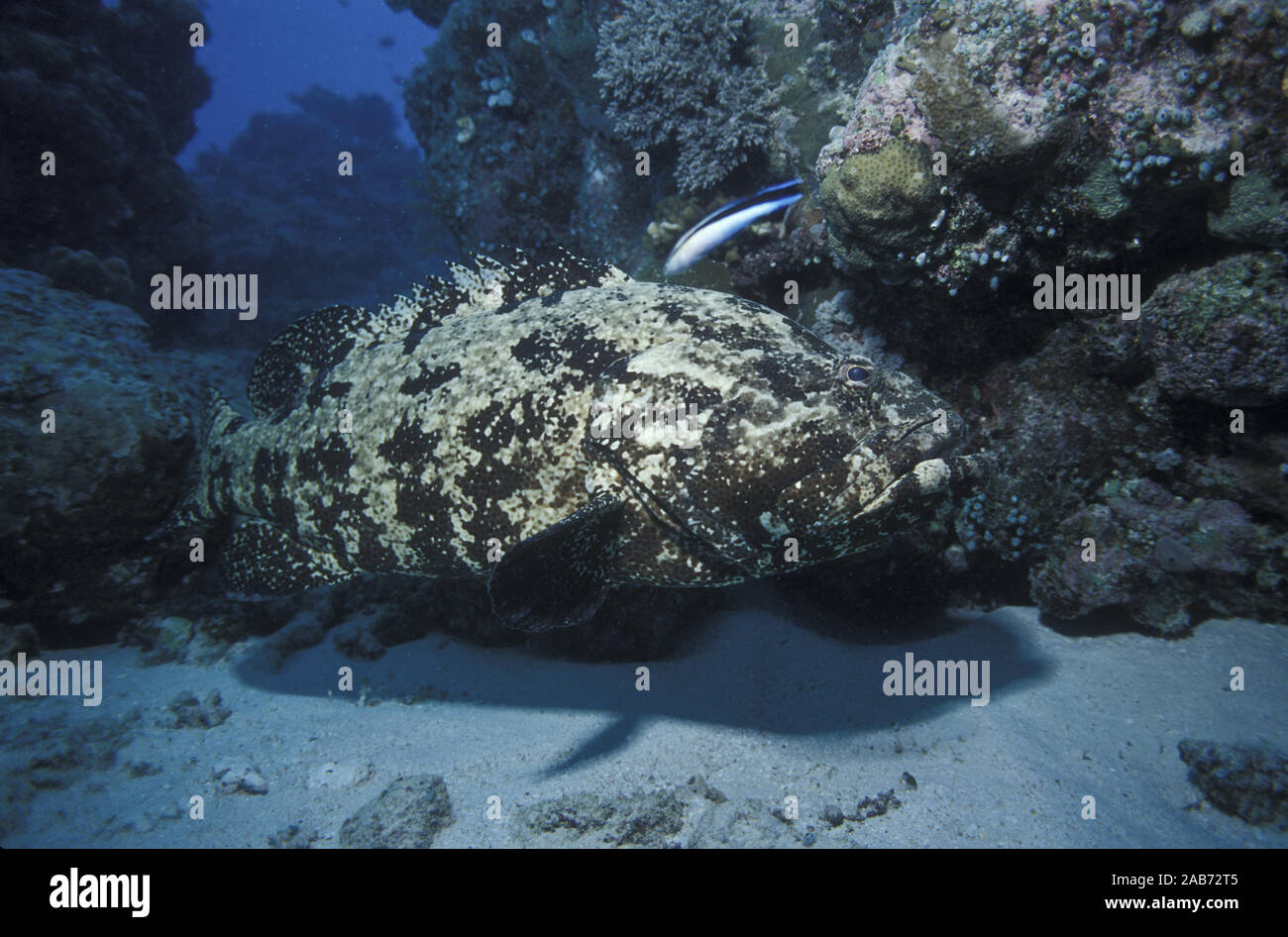 Brown-marbled grouper (Epinephelus fuscoguttatus), uncommon and wary of ...