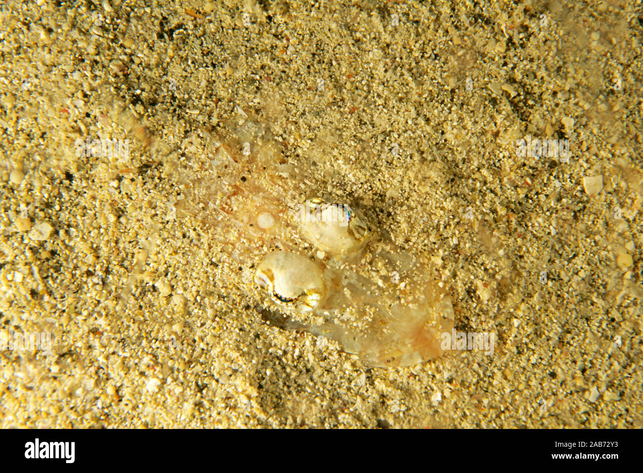 Bar tailed flathead hi-res stock photography and images - Alamy