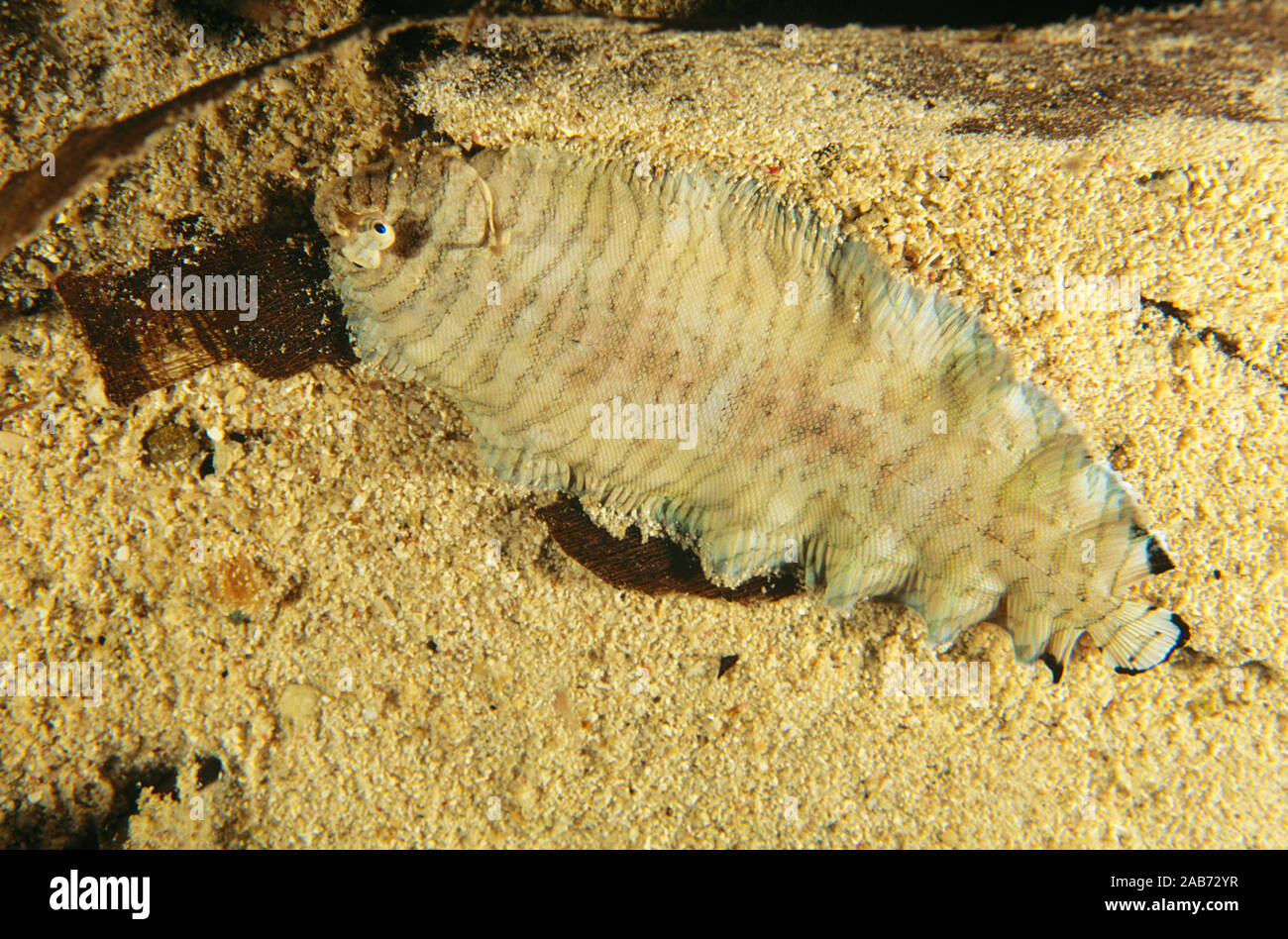 Sole (fam. Soleidae), blending with the sandy substrate. Ambon ...