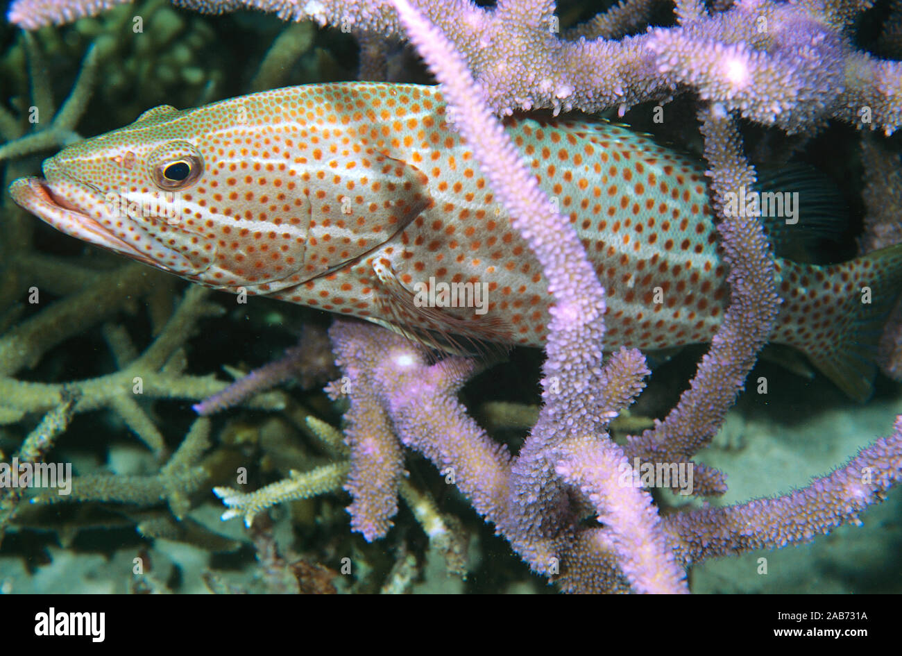 Juvenile mimics wrasse hi-res stock photography and images - Alamy