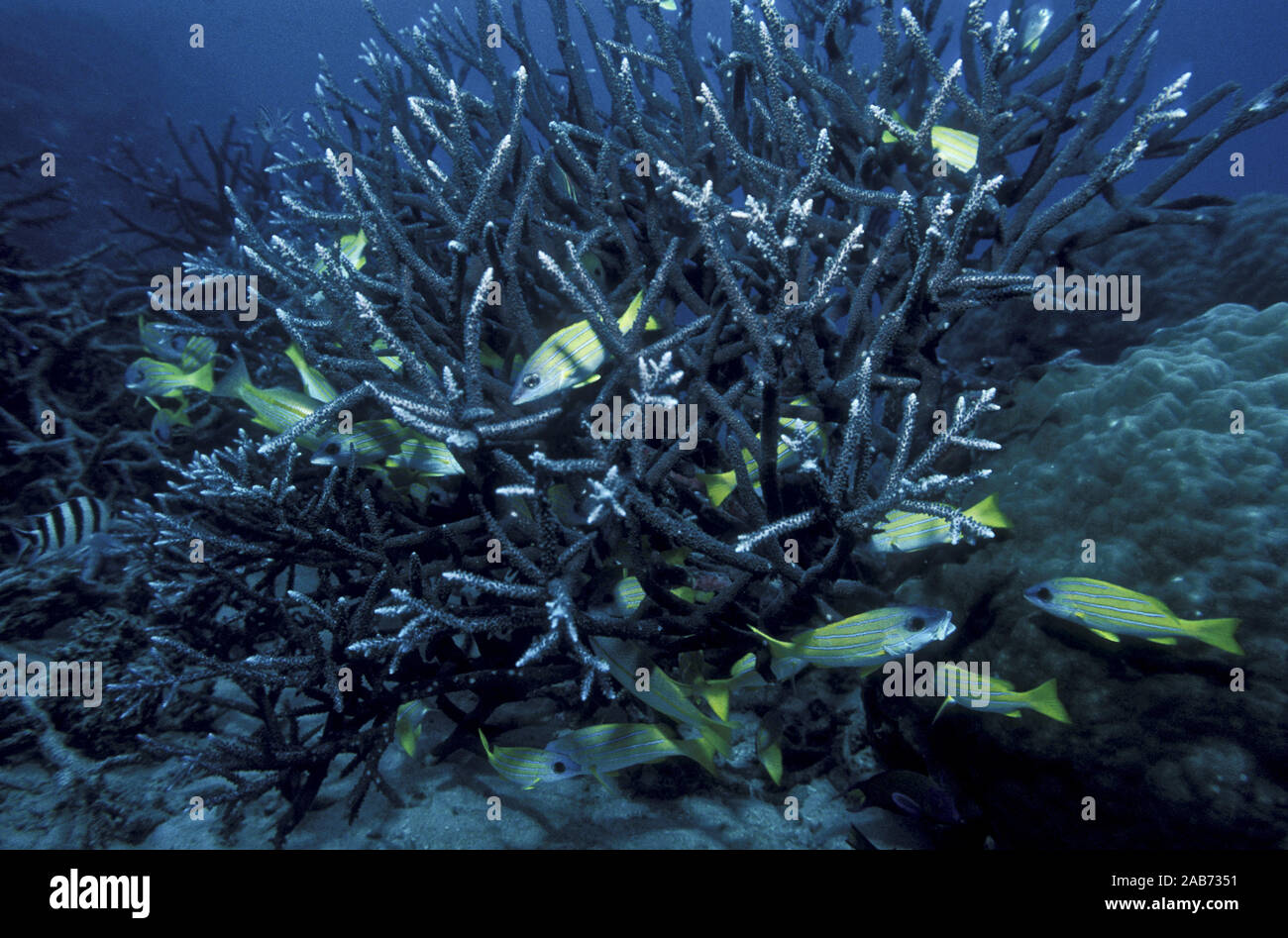 Common bluestripe snappers (Lutjanus kasmira), in staghorn coral ...