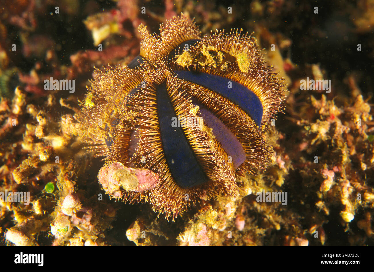 Royal sea urchin hi-res stock photography and images - Alamy