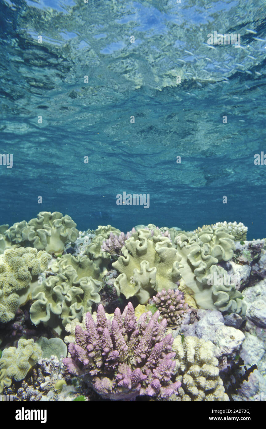 Hard and soft coral species (Acropora spp. and Sarcophyton sp.), Great ...