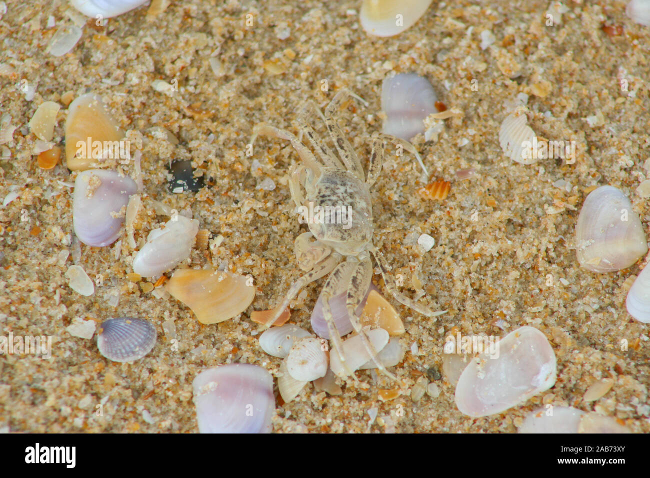 A crab scurrying in the sand at a sea beach in Goa (India Stock Photo ...