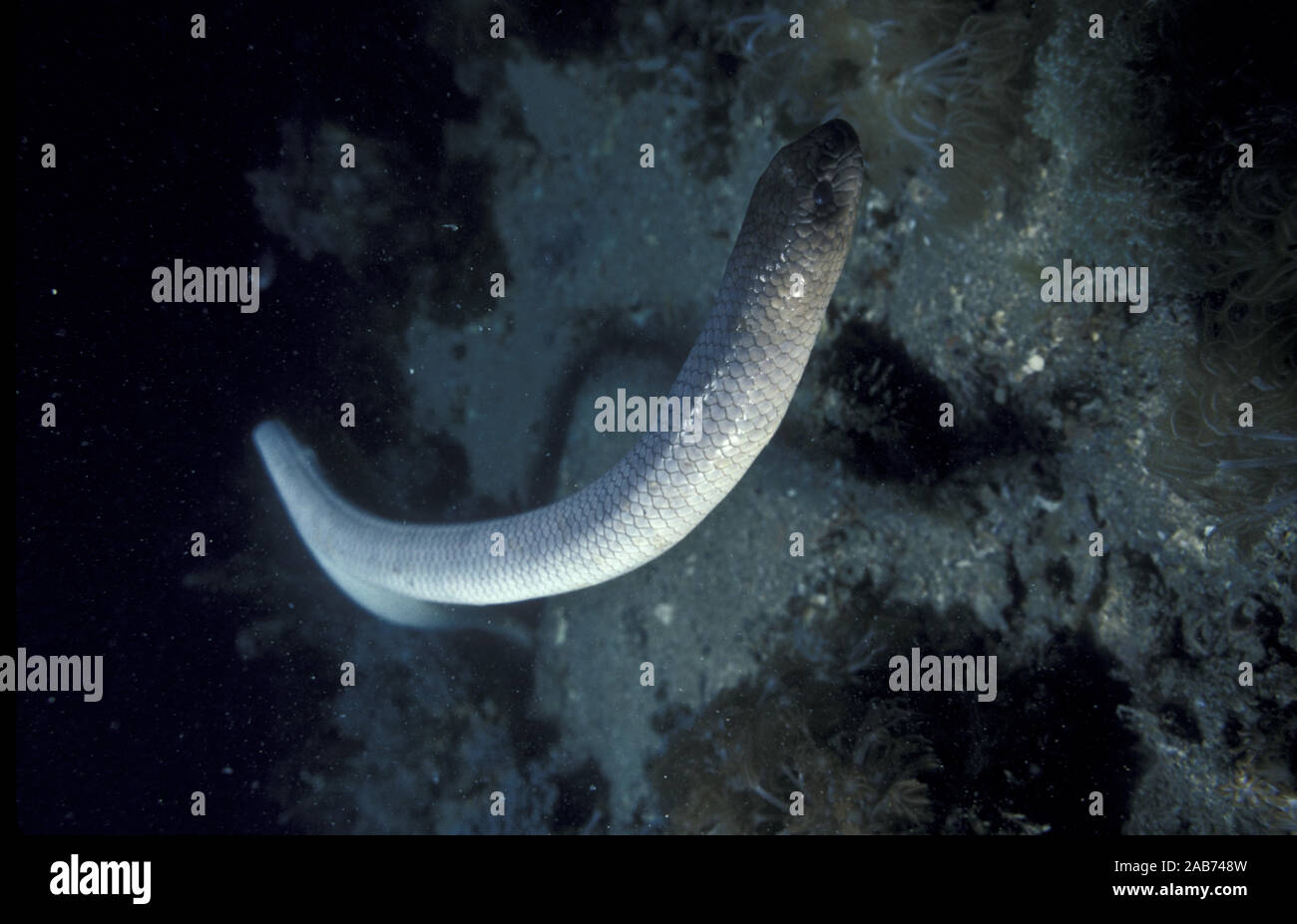 Olive sea snake (Aipysurus laevis), feeds on small bottom-living fishes ...