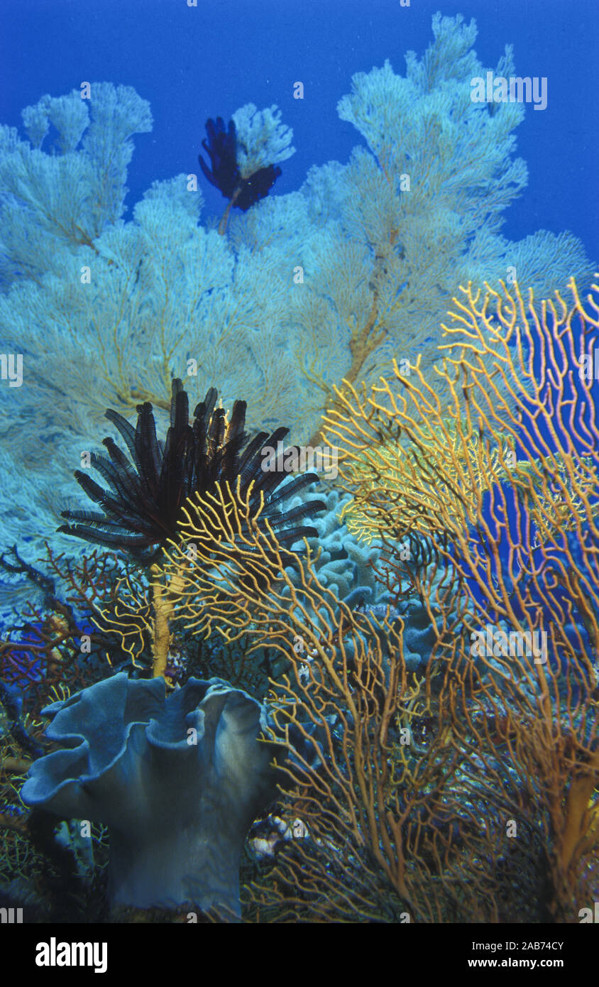 Australian crinoids hi-res stock photography and images - Alamy