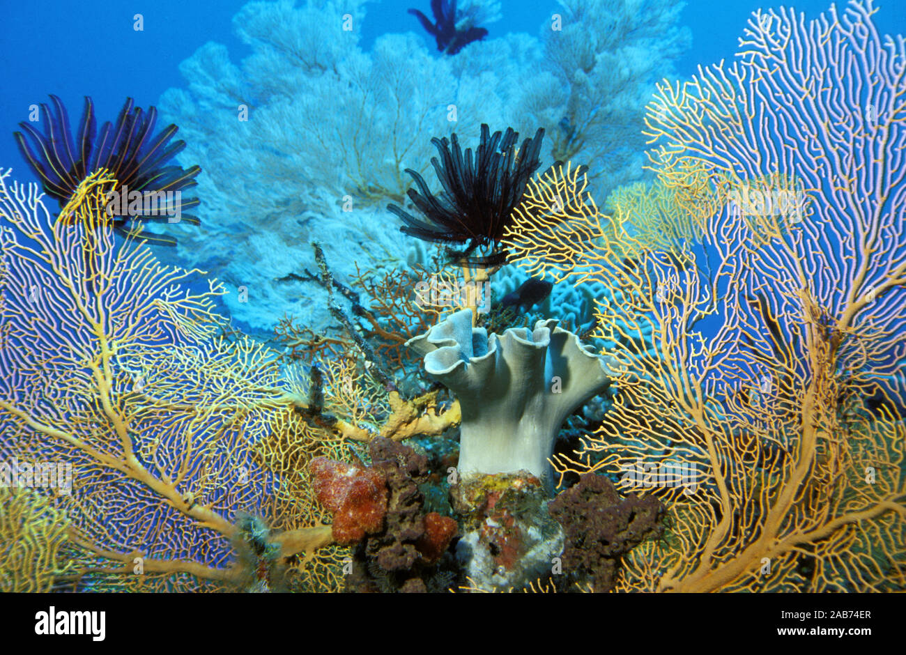 Coral reef scene of fans, crinoids, soft corals, sea fans. (fam ...