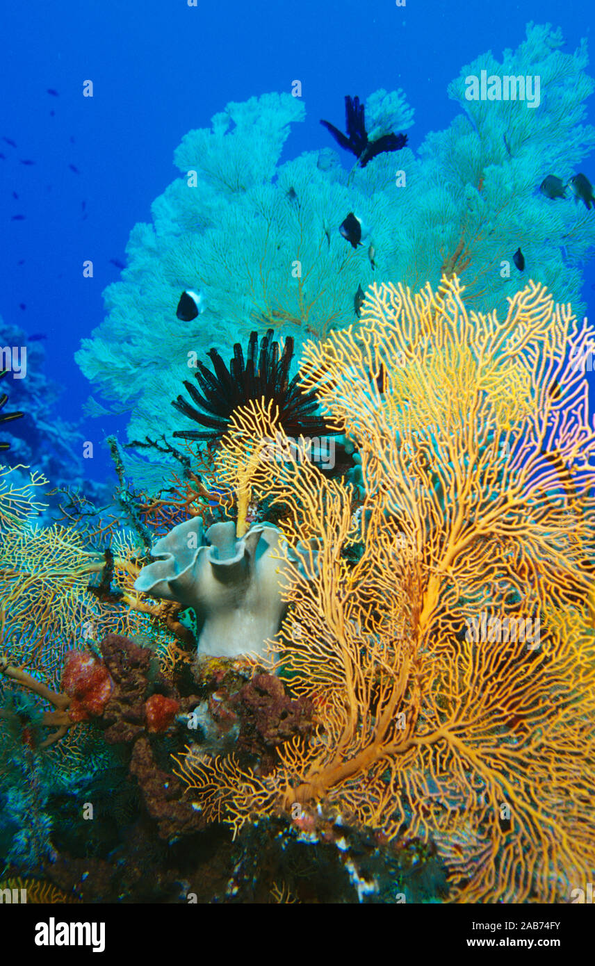 Australian crinoids hi-res stock photography and images - Alamy