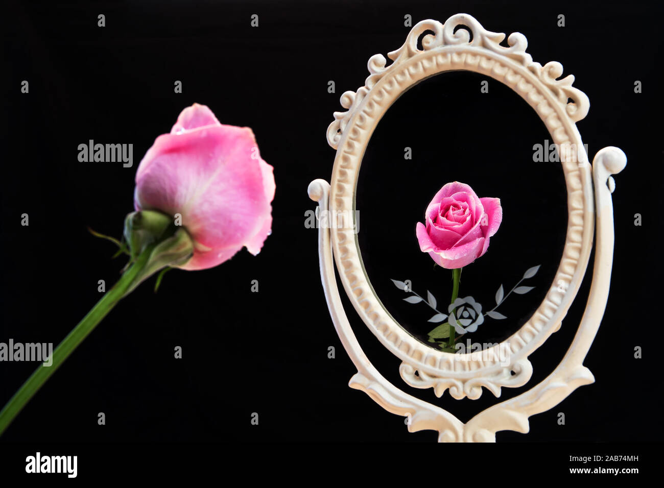 Reflection of rose in vintage mirror on black background. Vain Concept ...