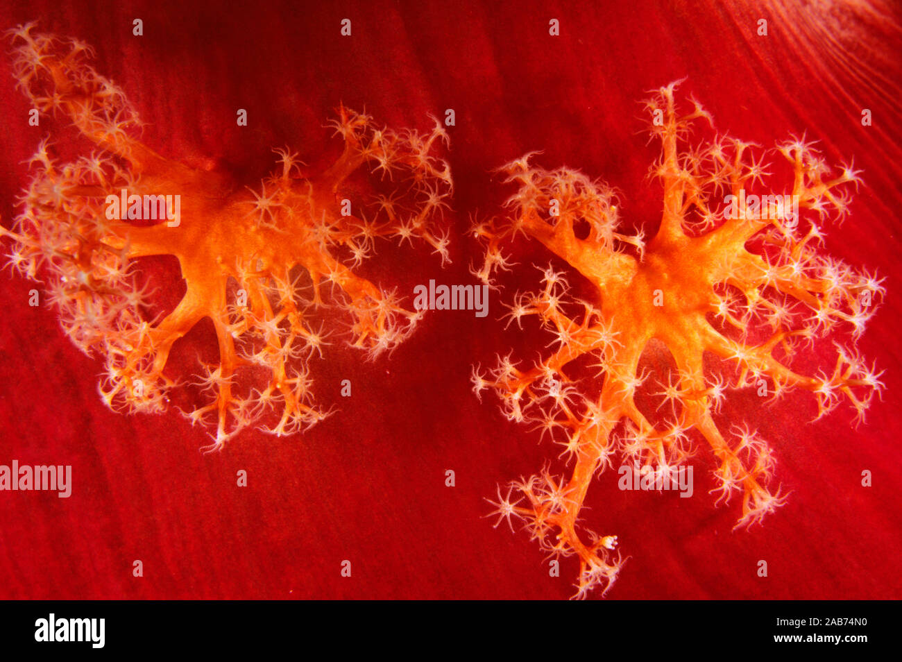 Soft coral (Dendronephthya sp.), polyp branches, large soft coral trunk ...