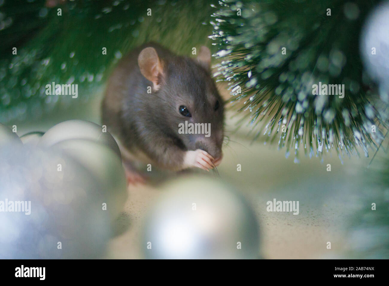 Rat washing hi-res stock photography and images - Alamy