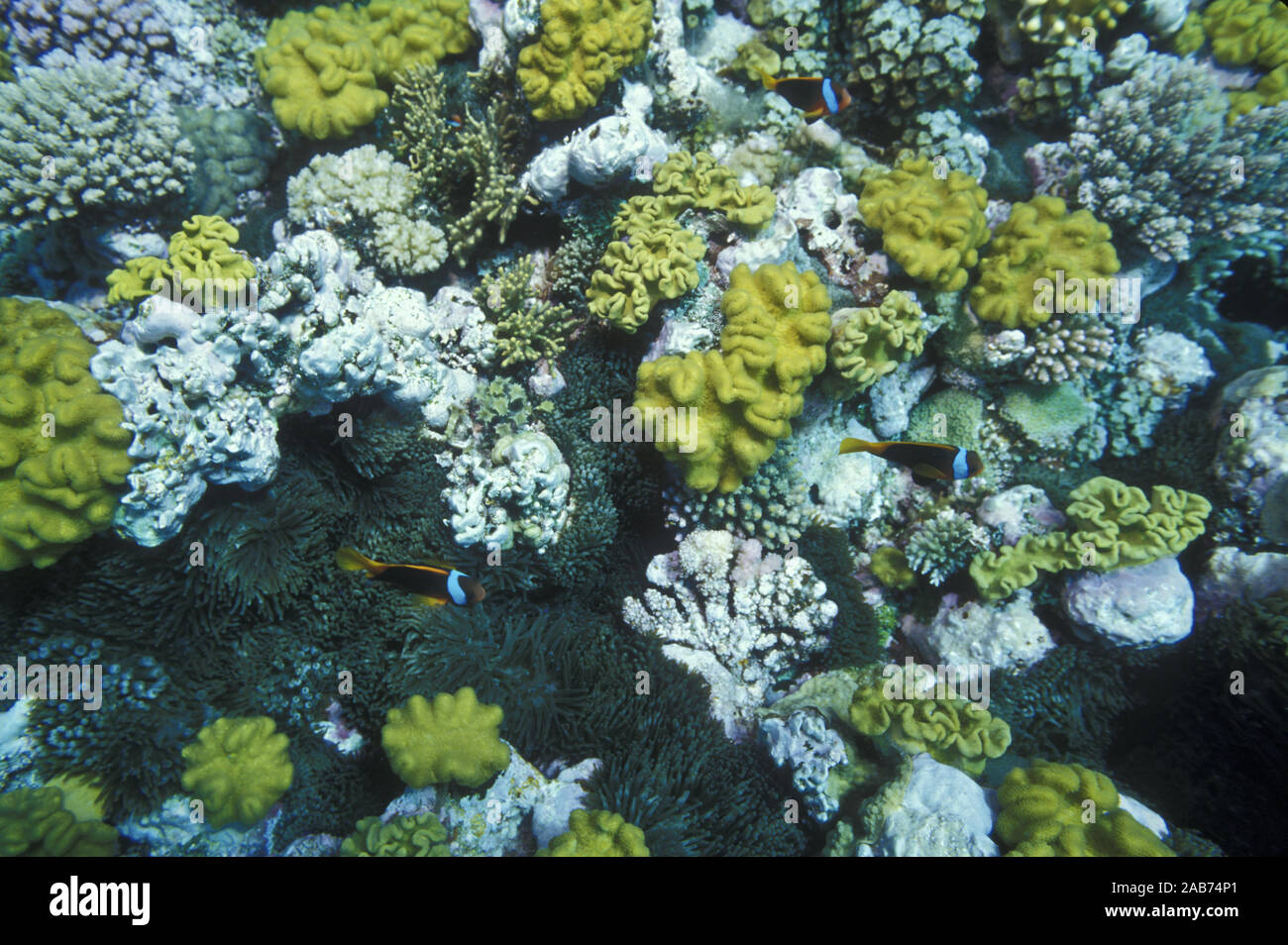 Toadstool leather coral (Sarcophyton sp.), with sea anemone (Entacmaea ...