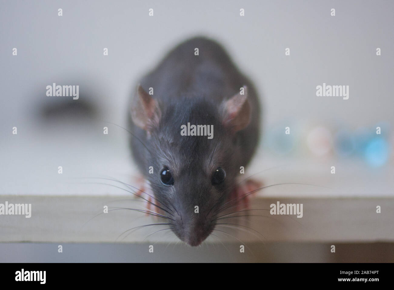 Gray rat on a white background. Muzzle and nose. Looks in front Stock ...