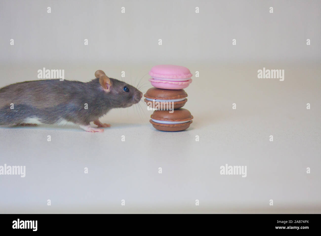 Gray rat on a white background eats colored macaroon cookies Stock ...