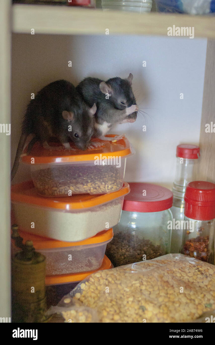 Rats are pests. Rats gray eat up food supplies. two gray rats Stock ...