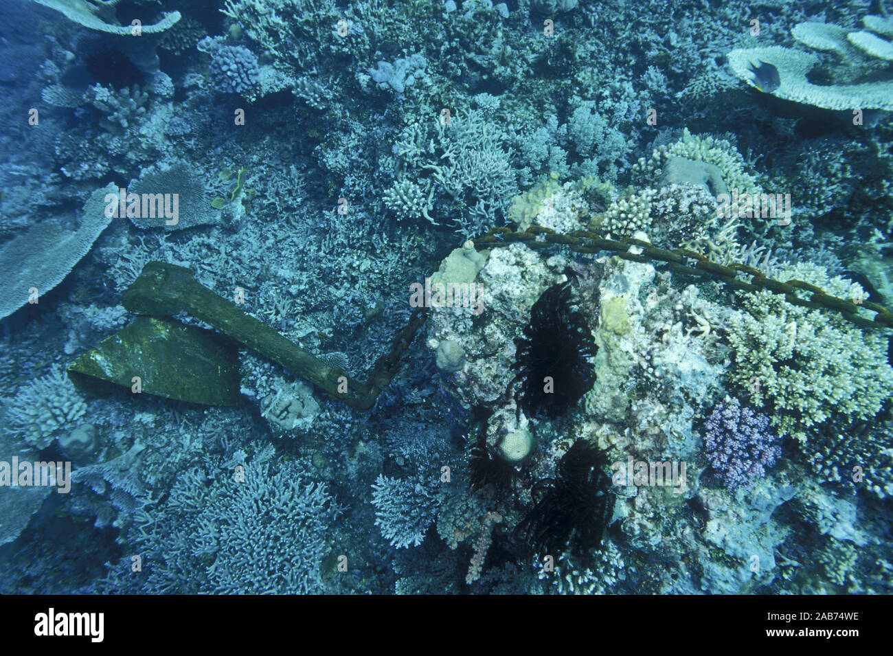 Environmental damage, caused by an anchor and its chain from charter ...