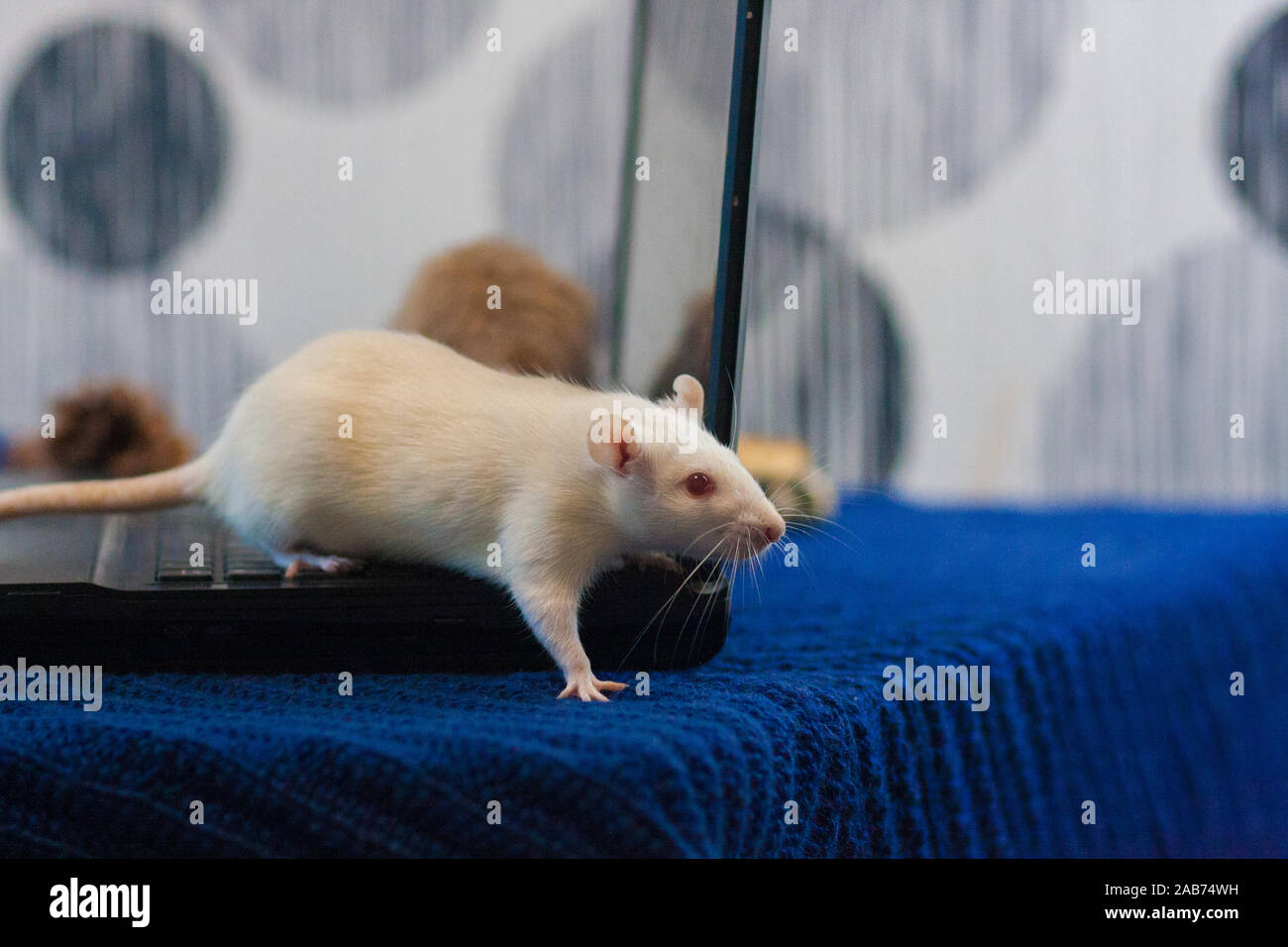 The rat white symbol of 2020 is moving forward. Rat and laptop Stock ...
