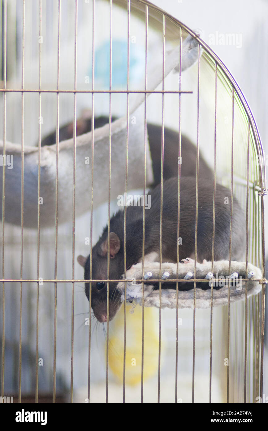Rats gray symbol of 2020. Inside the cage. House for the rodent Stock ...