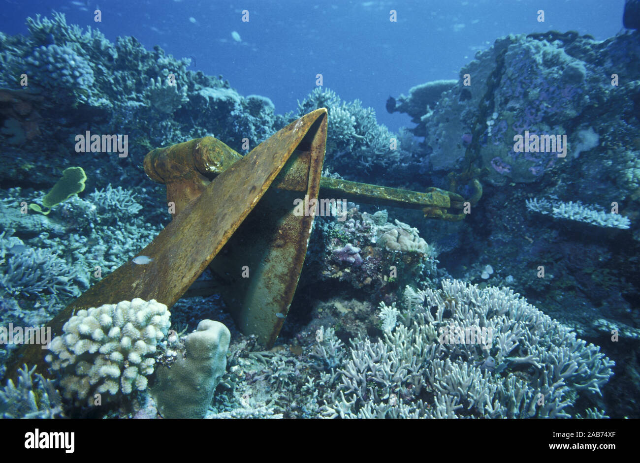 Environmental damage, caused by an anchor and its chain from a charter ...