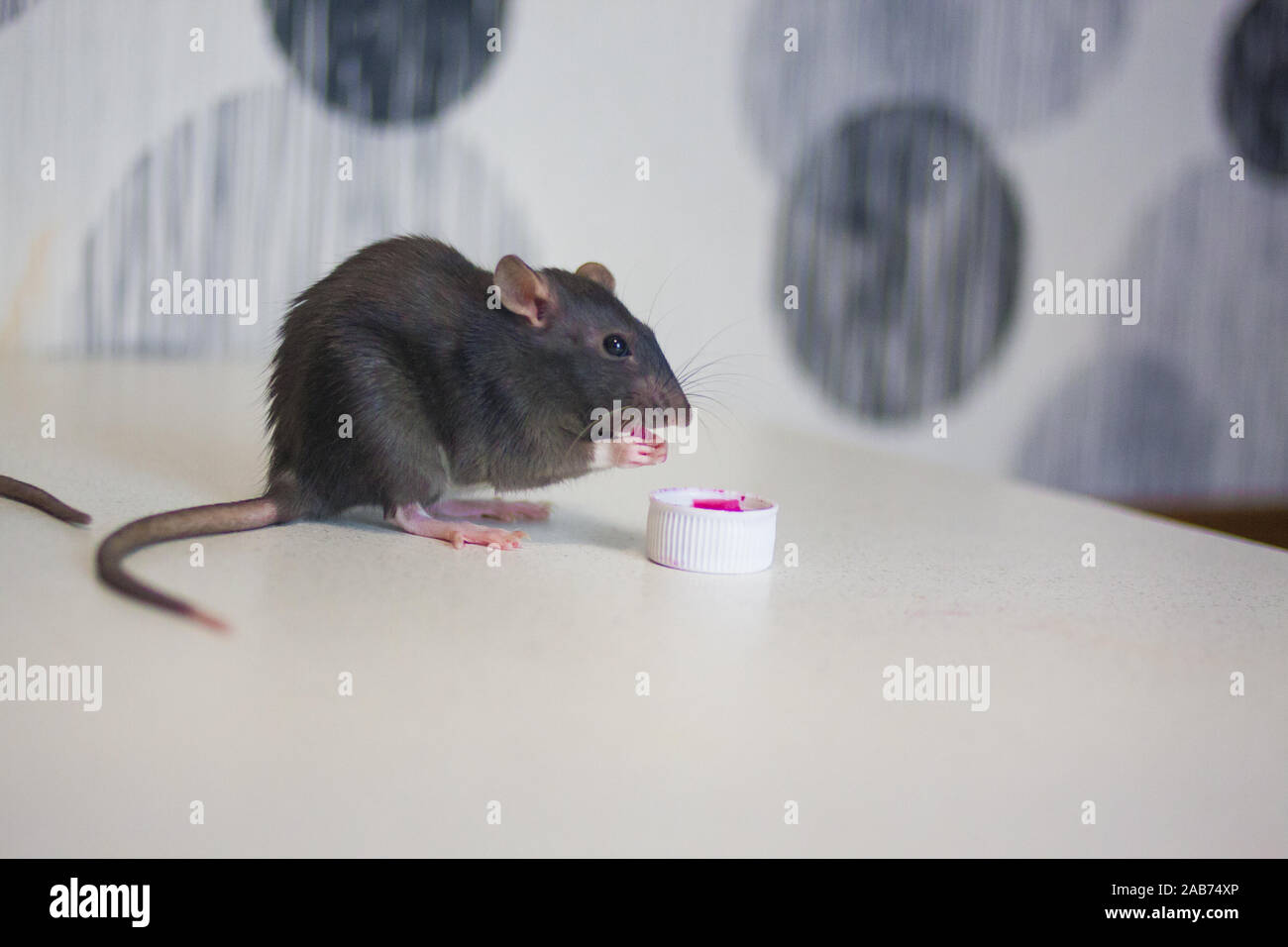 Rat. The gray mouse on the table washes his face with his paws Stock ...