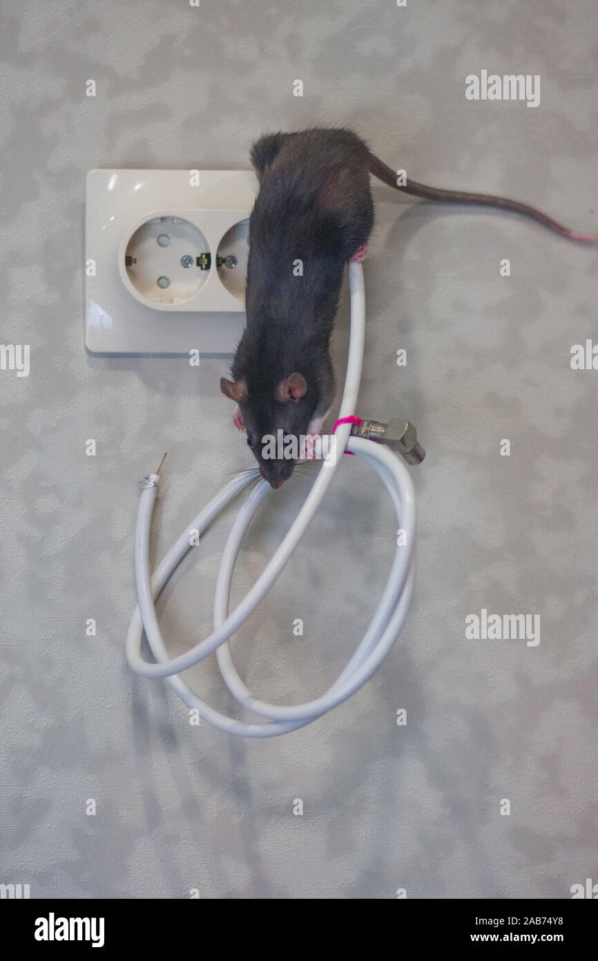 Rat. The mouse is gray on the wires. The rodent bit the wire. Pest ...