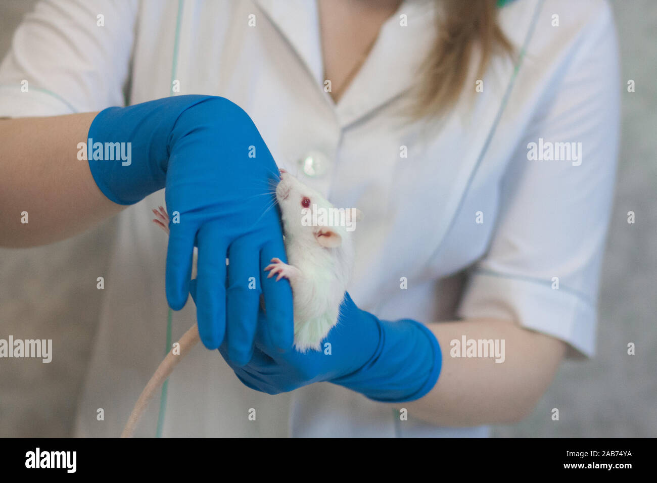 The rat is white in the arms of the laboratory assistant in a white ...