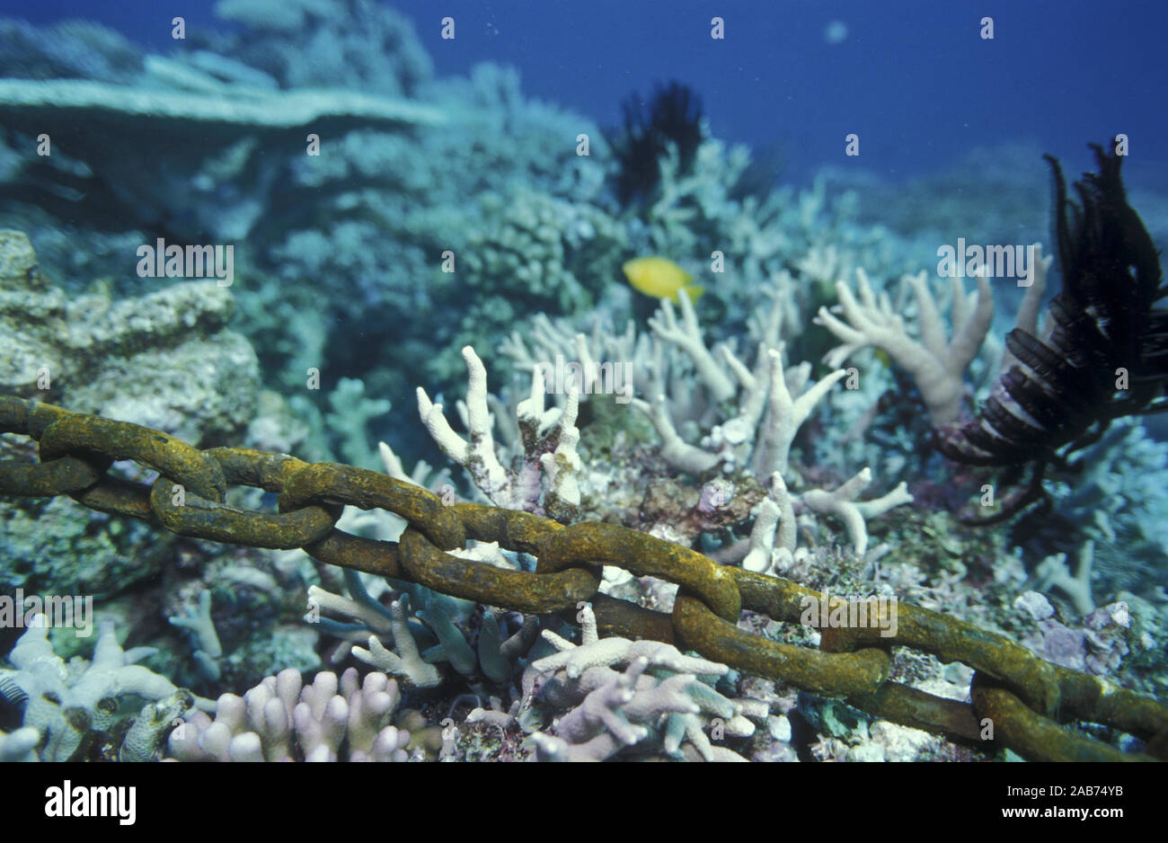 Environmental damage, caused by an anchor and its chain from charter ...