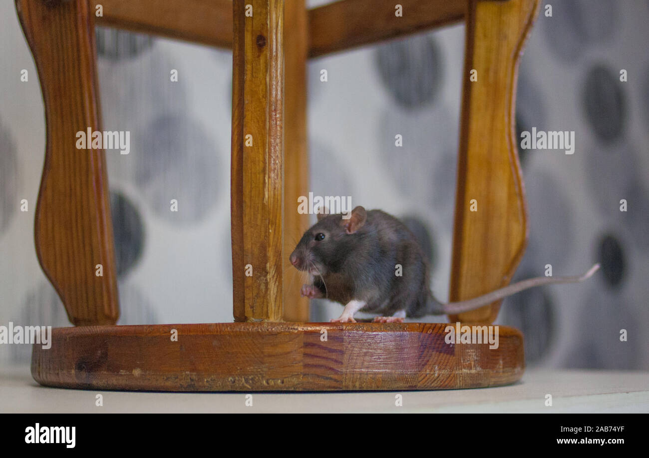 Rat. Gray mouse on a chair riding. Chair upside down Stock Photo - Alamy