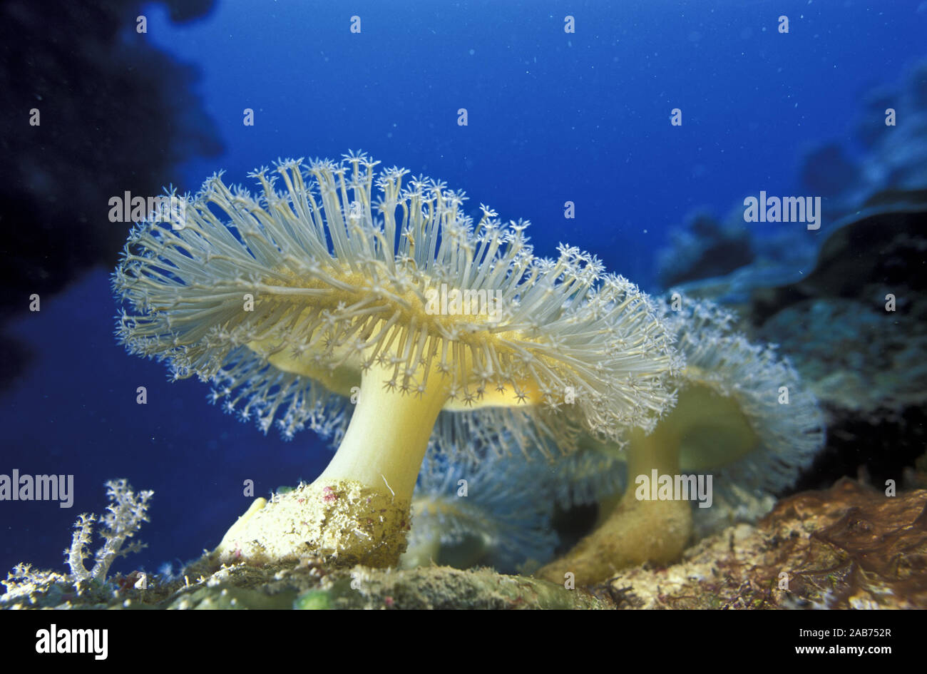 Mushroom leather corals (Sarcophyton sp.), with polyps fully extended ...