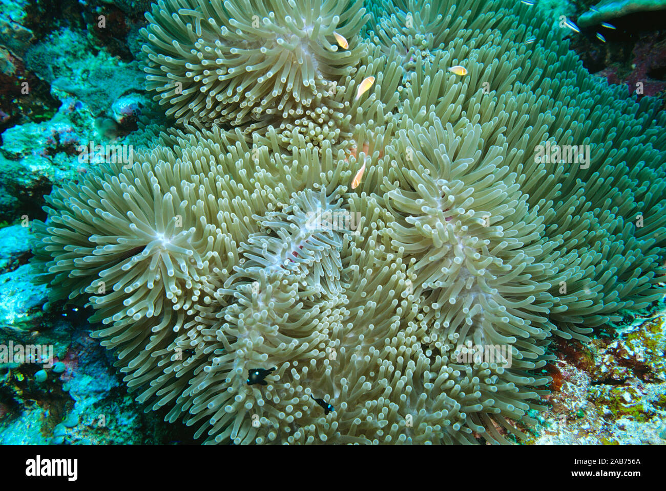 Magnificent sea anemone (Heteractis magnifica), and Pink anemonefish ...