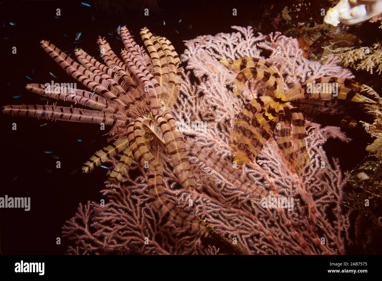 Crinoids or Feather stars (fam. Comasteridae), on Gorgonian soft coral ...