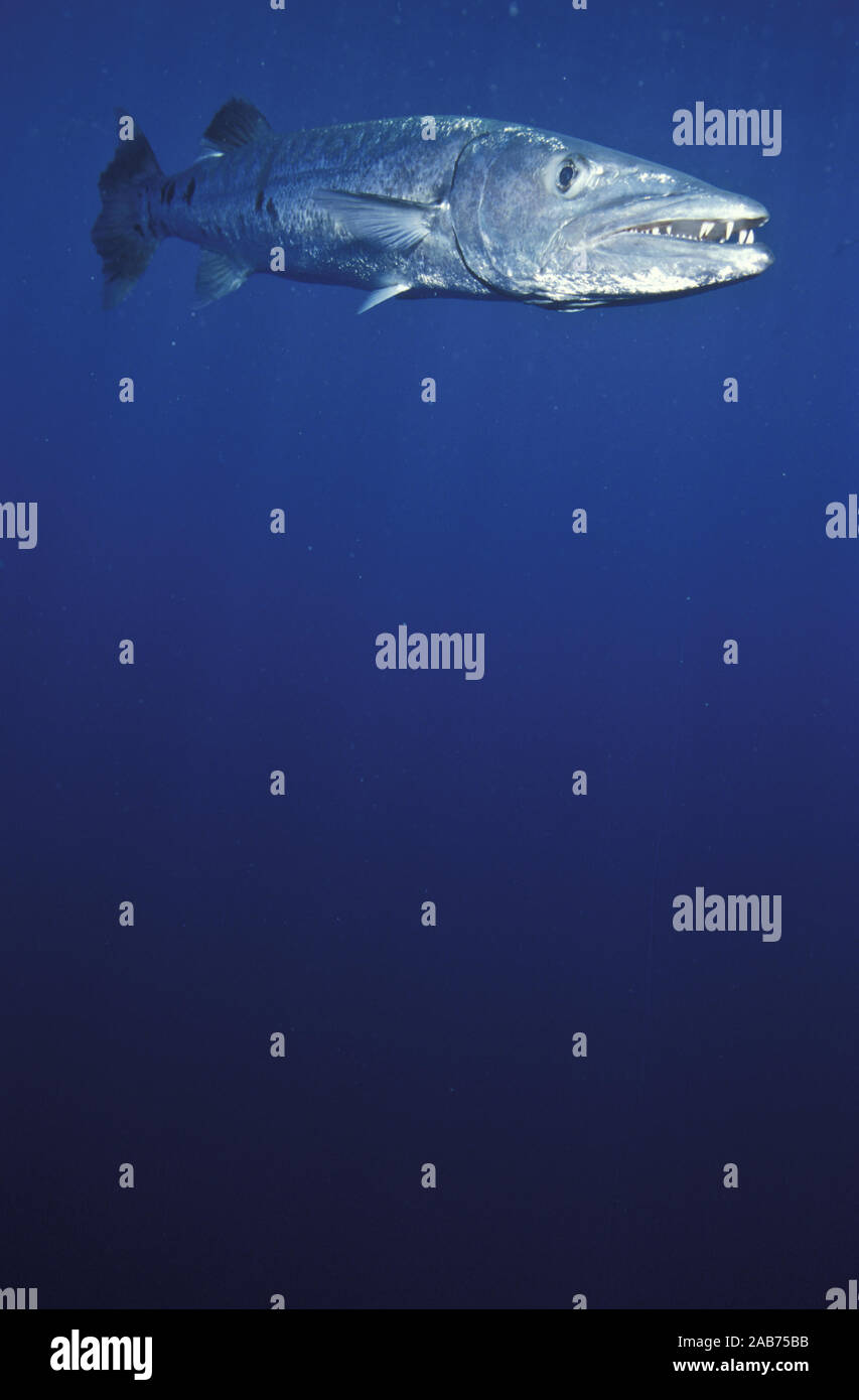 Commersons sea pike hi-res stock photography and images - Alamy