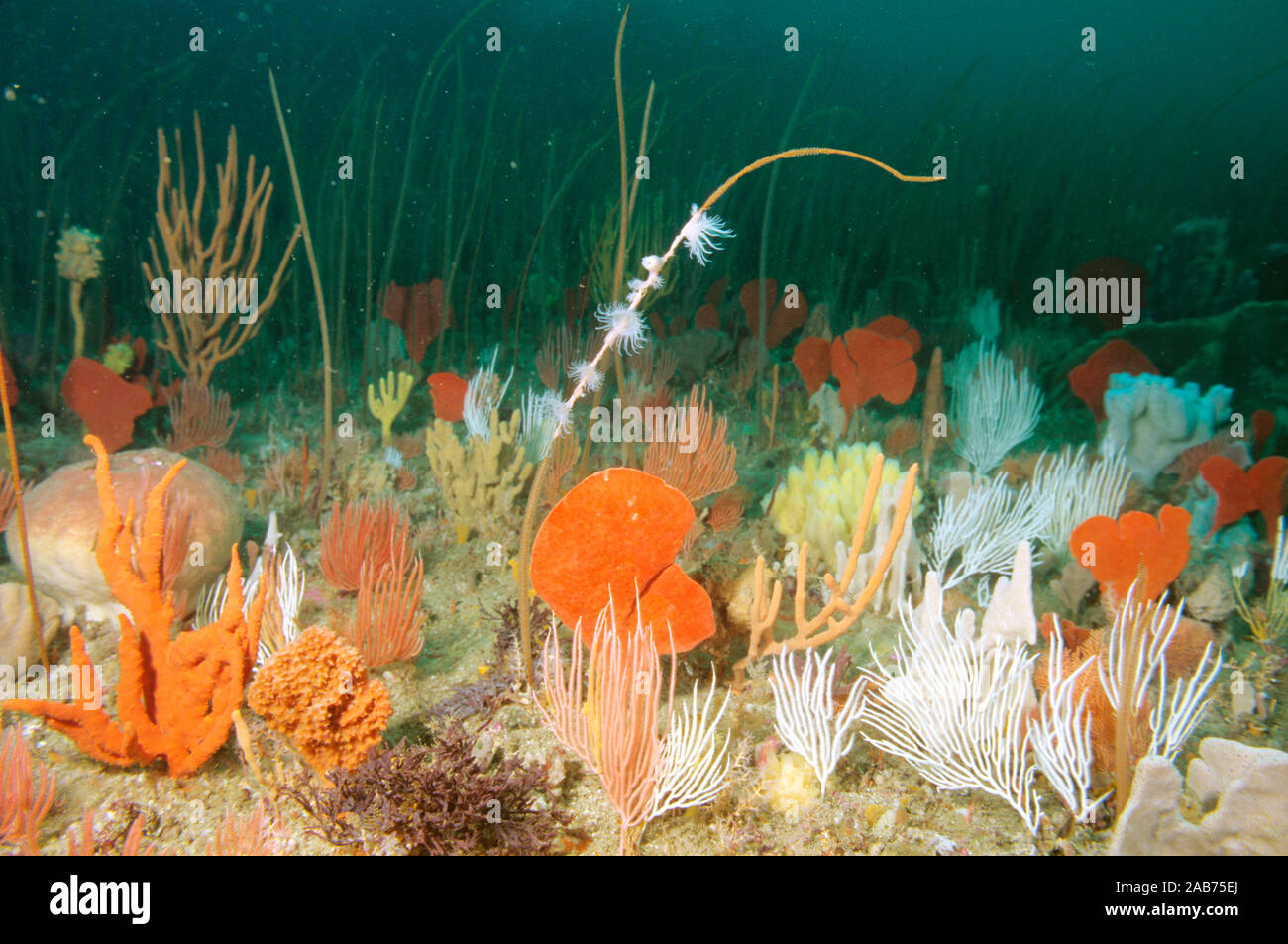 Coral sea whips and whip anemones, candelabras and sponges in deep ...