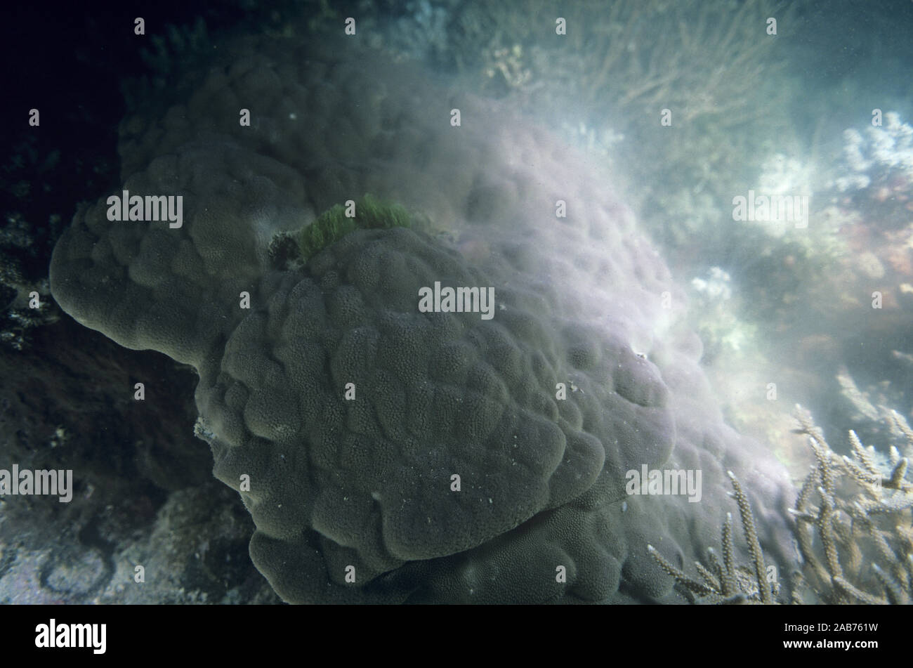 Coral reef synchronous spawning hi-res stock photography and images - Alamy