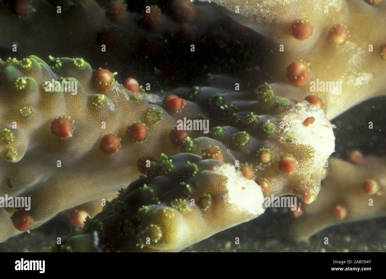 Coral (Acropora valida), spawning: 4X magnification showing release of ...