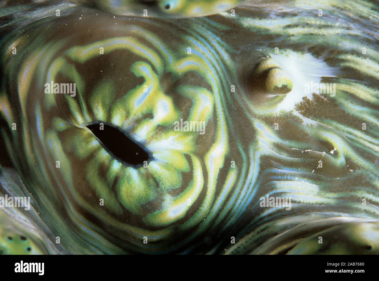 Clam (Tridacna sp.), detail of mantle. Microscopic algal cells are ...