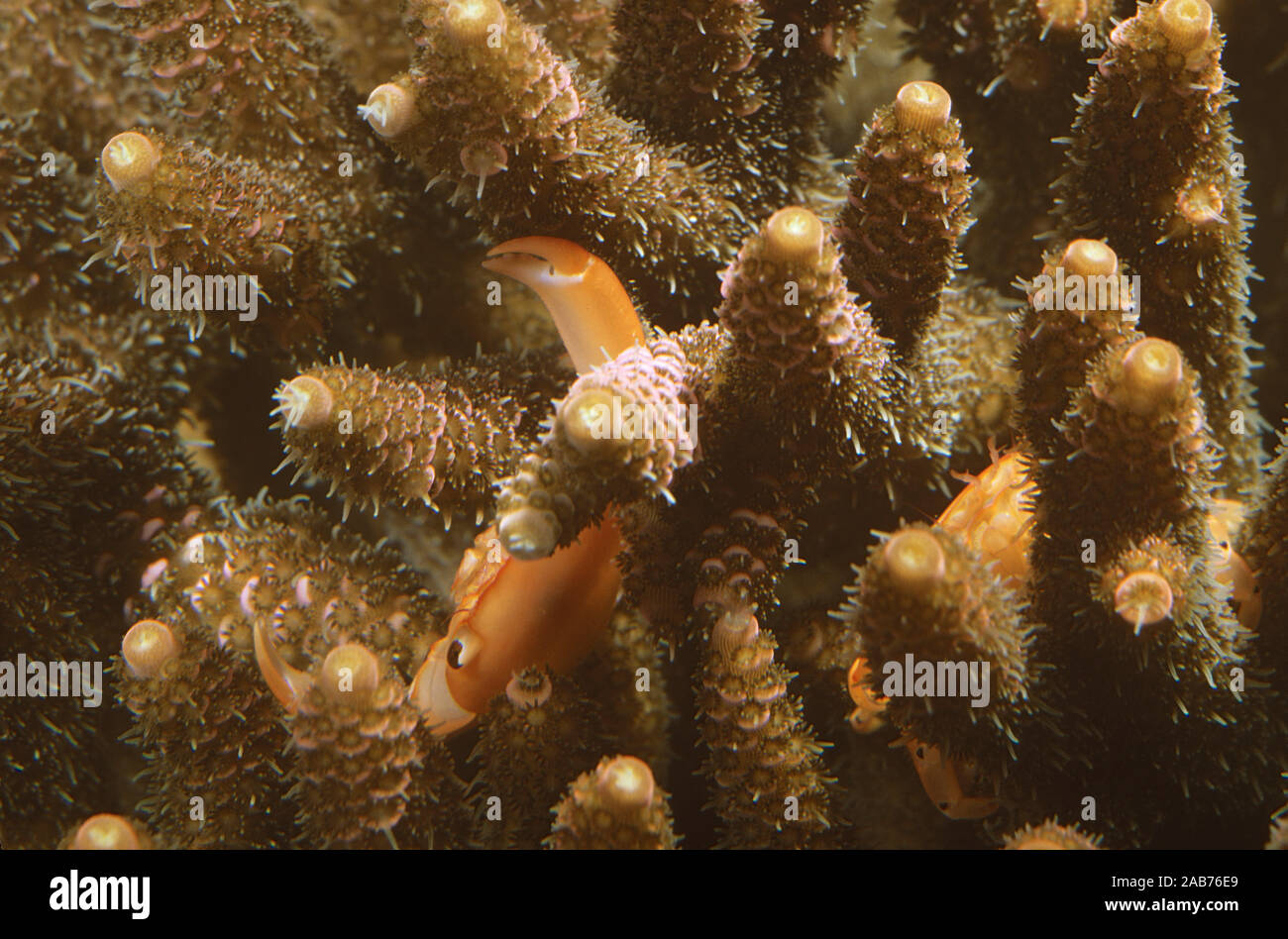 Trapezia crabs (Trapezia sp.), occupy the branches of hard corals such ...