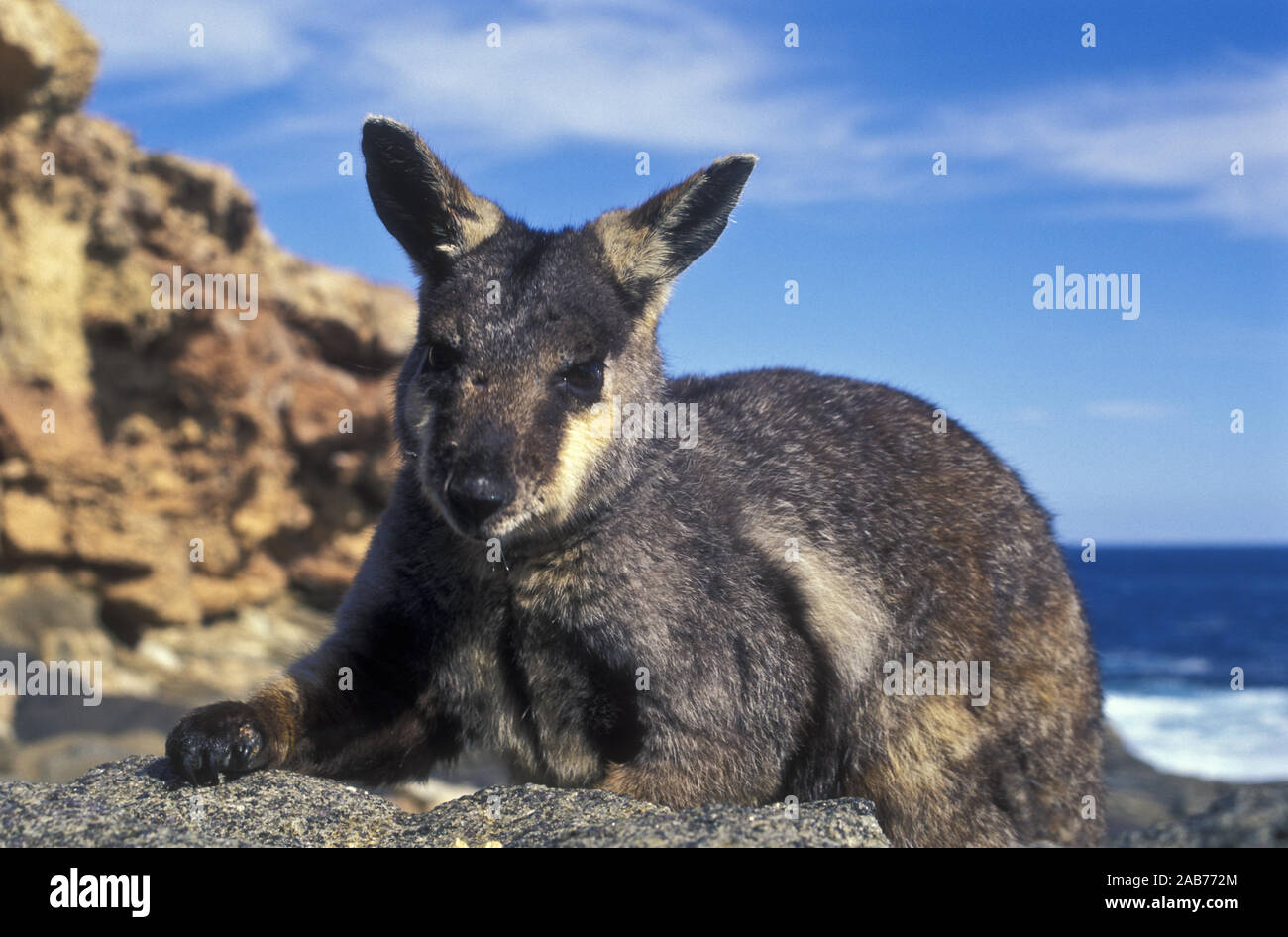 Pearson Island rock-wallaby (Petrogale lateralis pearsoni), once only ...