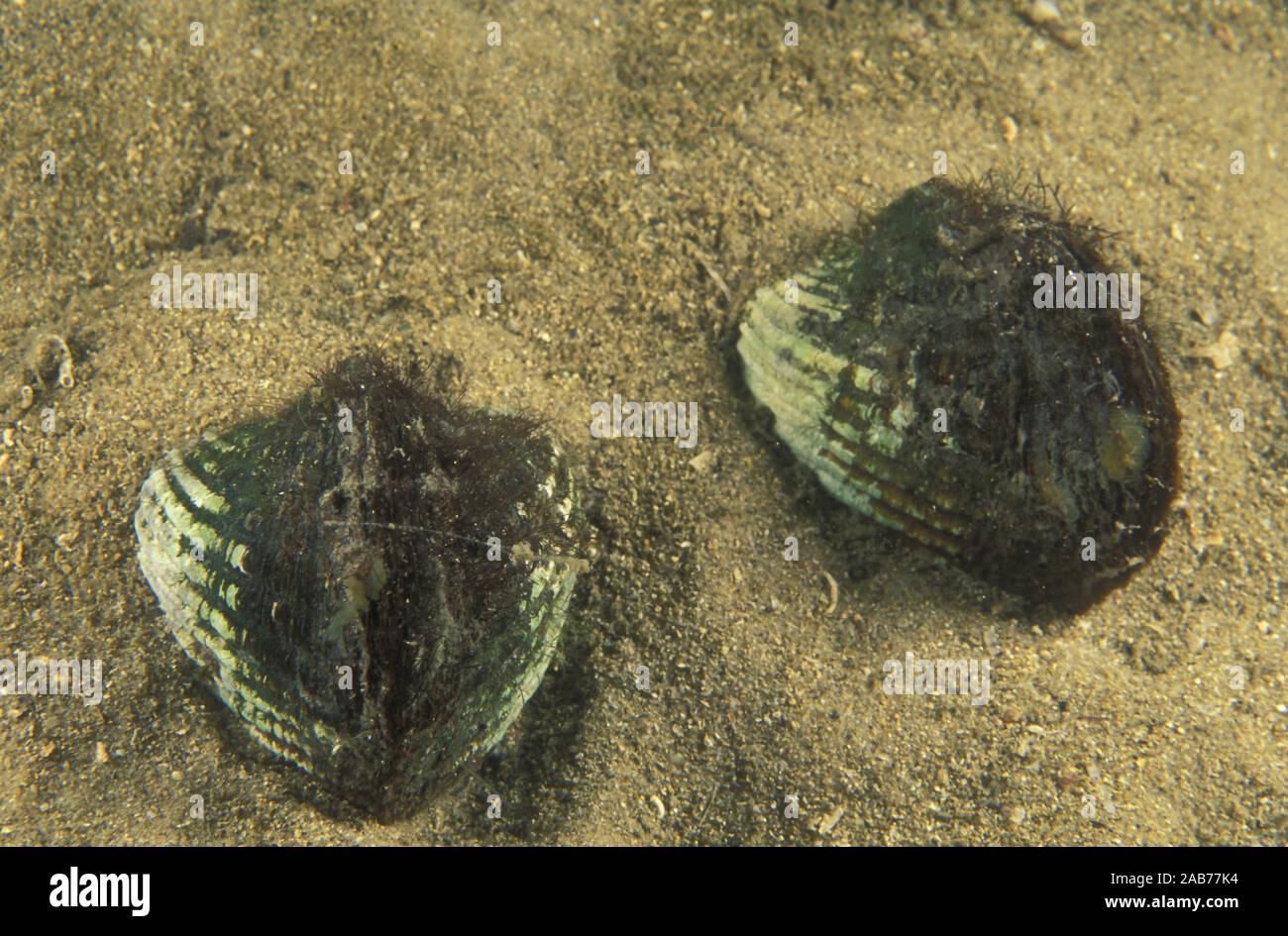Blood cockles (Anadara trapezia), one of the arc shell group. Fished ...