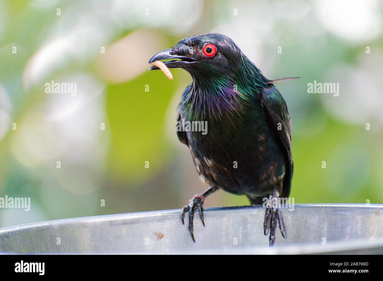 A bird feeding on a worm Stock Photo - Alamy