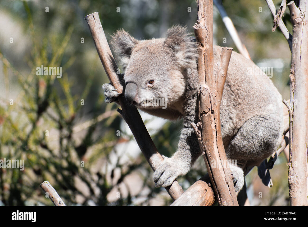 Exhibit of brown bear hi-res stock photography and images - Alamy