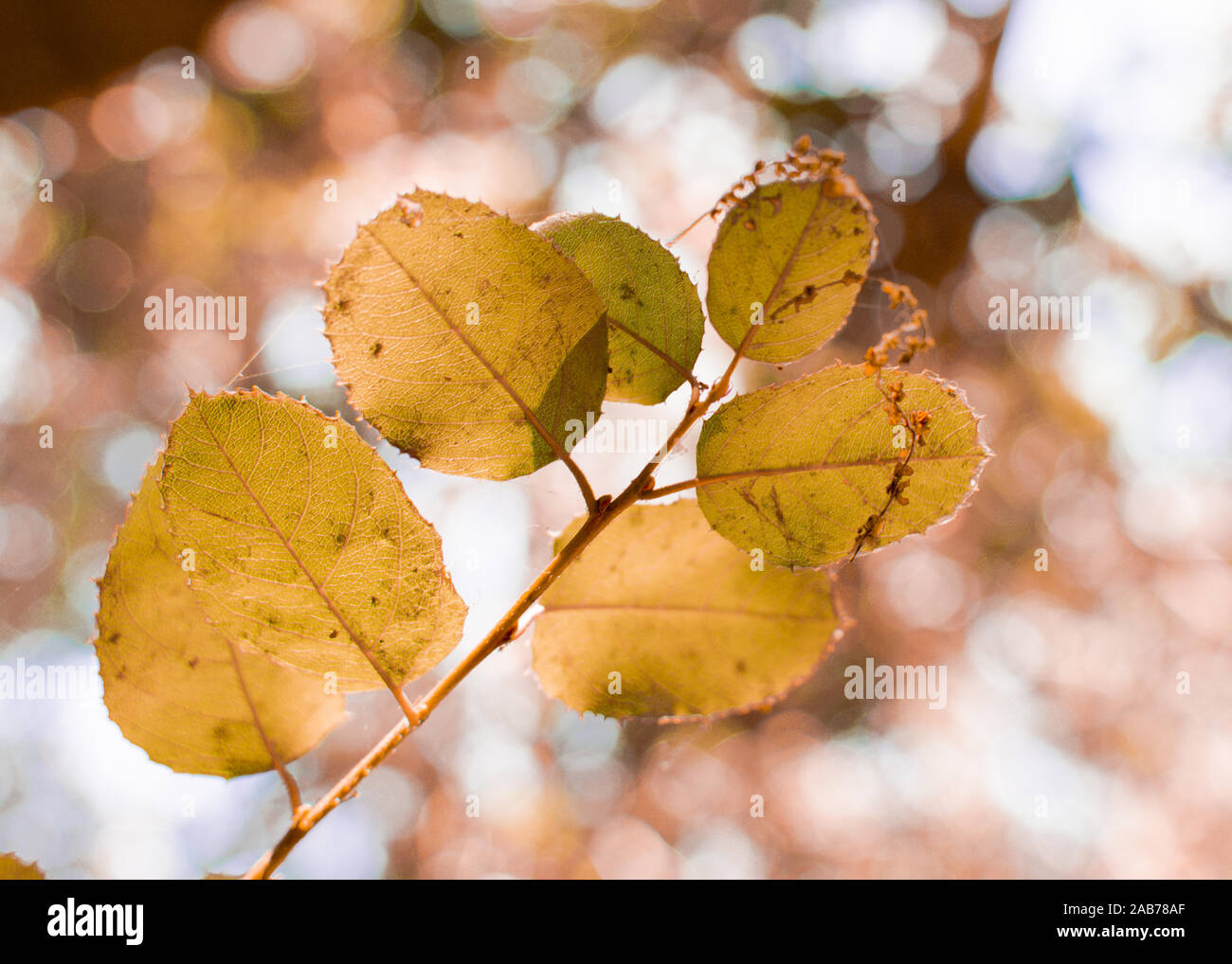 A close up of some leaves on a bright day Stock Photo - Alamy
