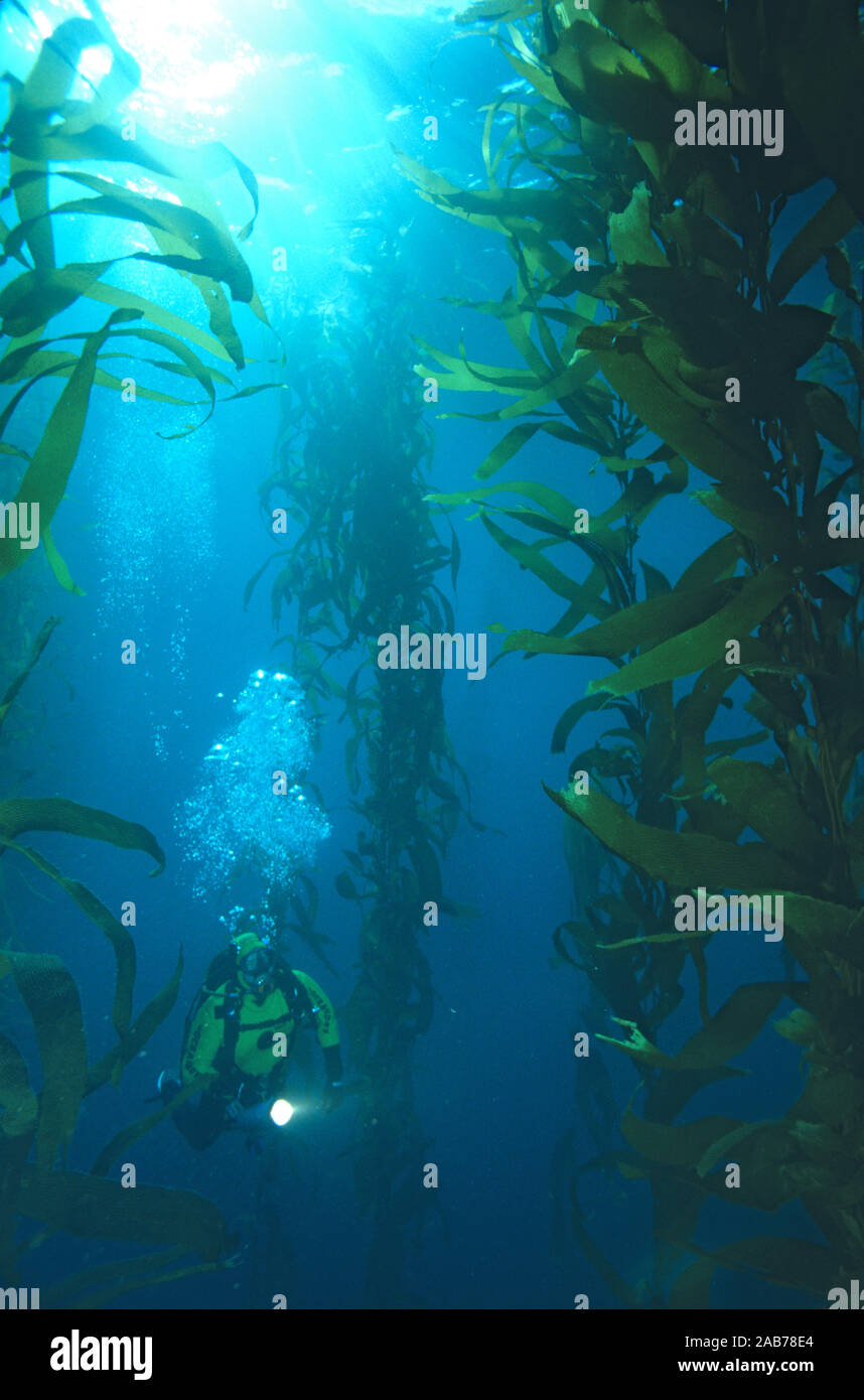 Giant kelp bladders hi-res stock photography and images - Alamy