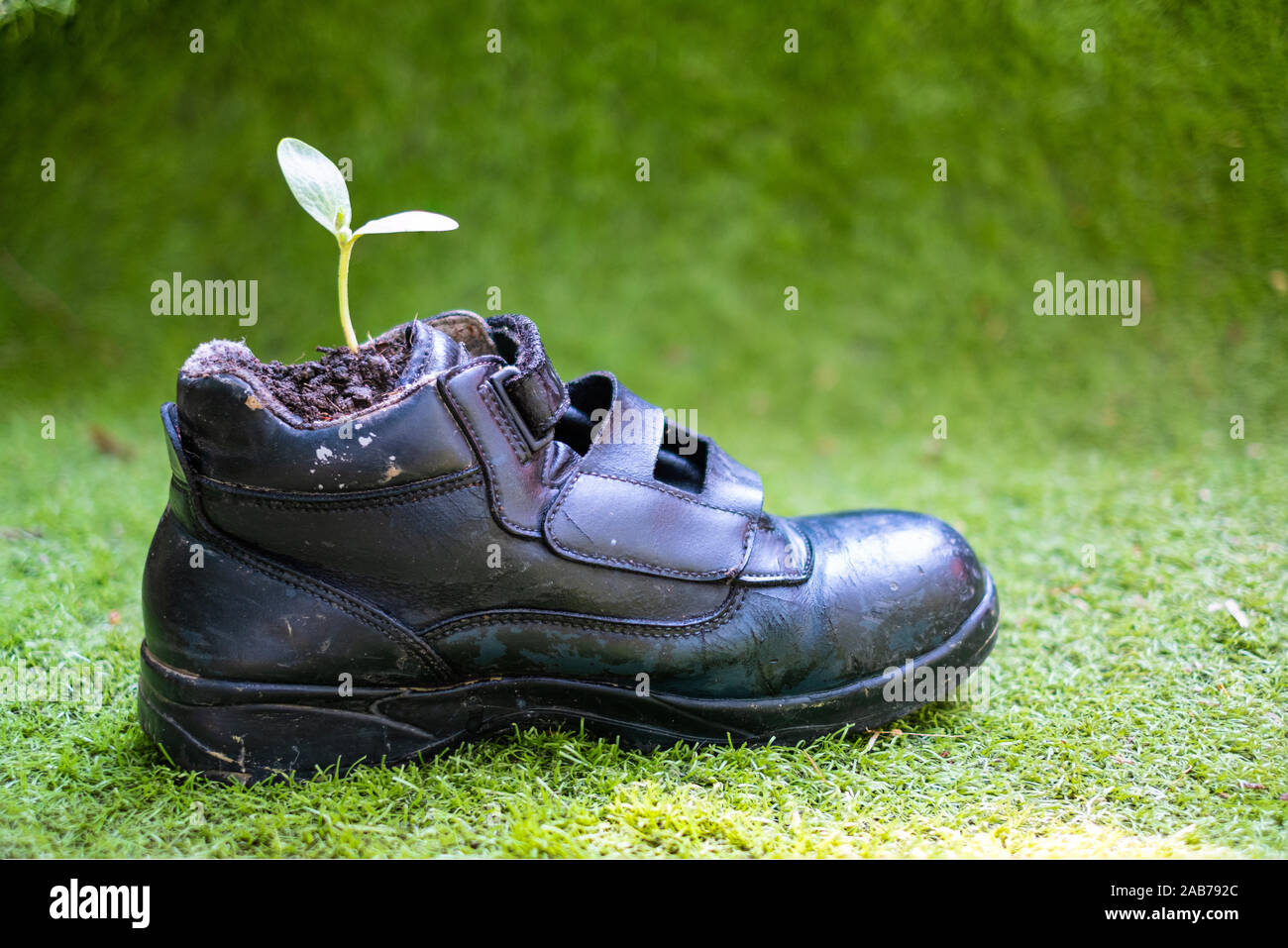 Pumpkin seed Germination in boot shoes at blurred background Stock ...