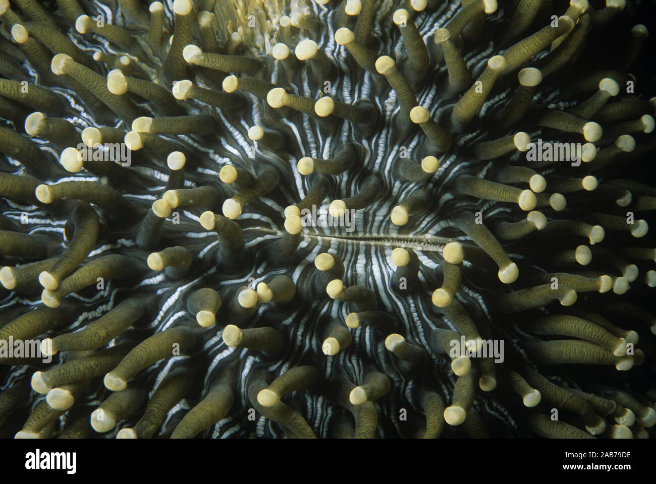 Sea anemone fungi hi-res stock photography and images - Alamy