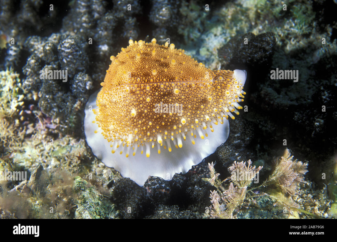 Cowrie (Cypraea sp.), showing the mantle that covers the shell; when ...