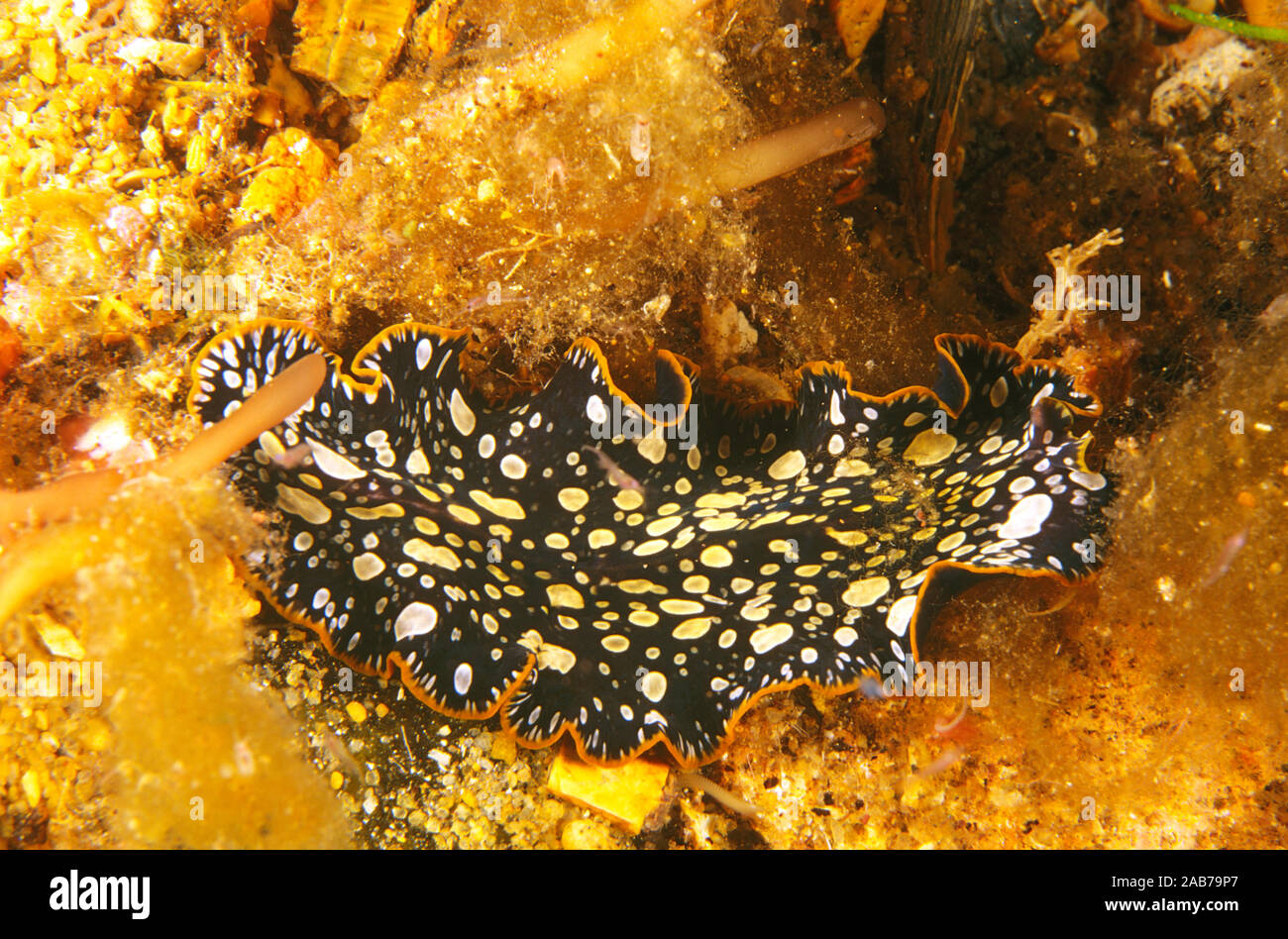 Cephalized hi-res stock photography and images - Alamy