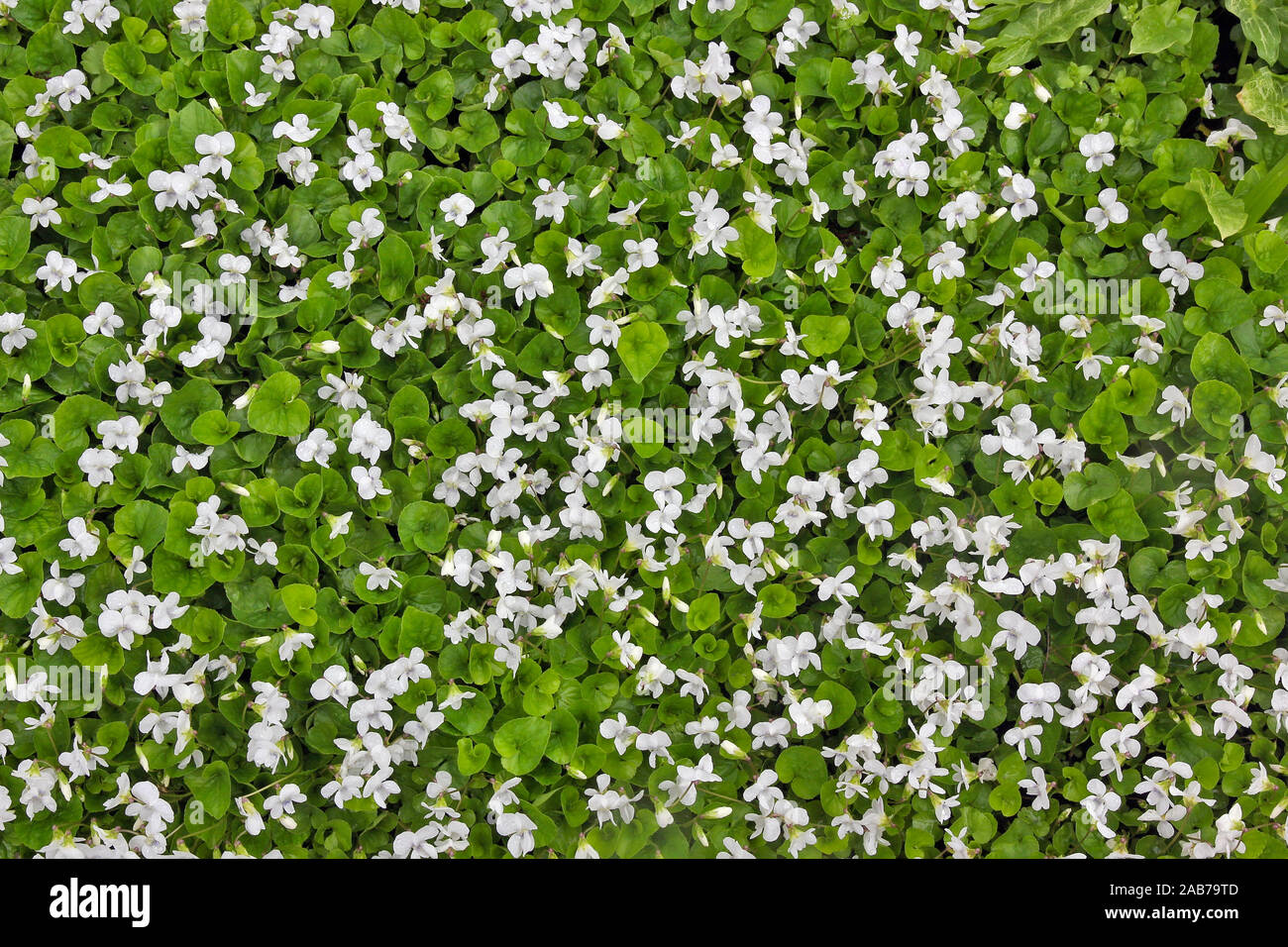 Spring May background from white gentle flowers and green leaves with ...